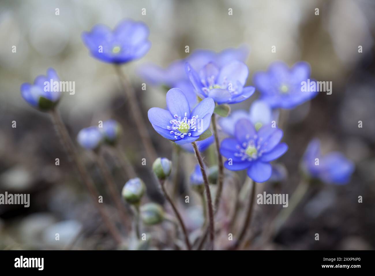 Violet hepatica nobilis first hi-res stock photography and images - Alamy