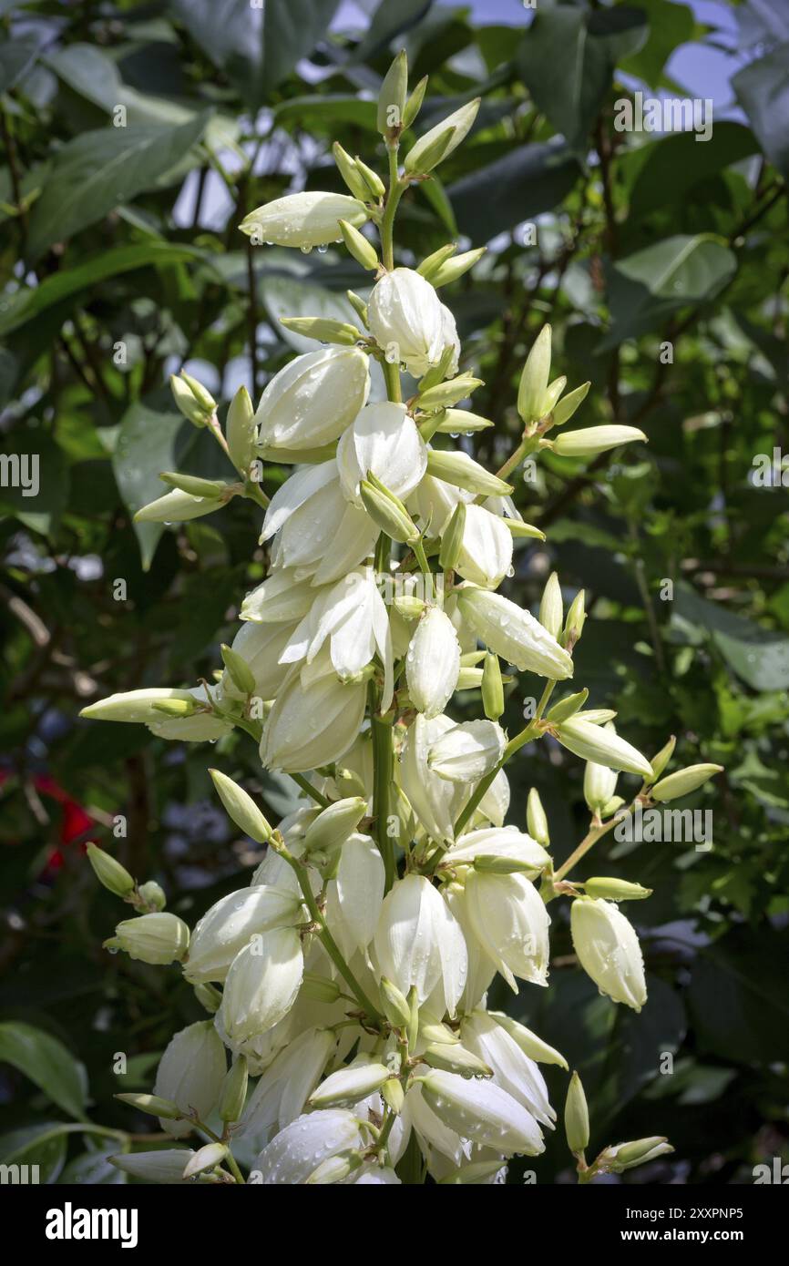Flowering palm lily (Yucca filamentosa) in the garden Stock Photo - Alamy