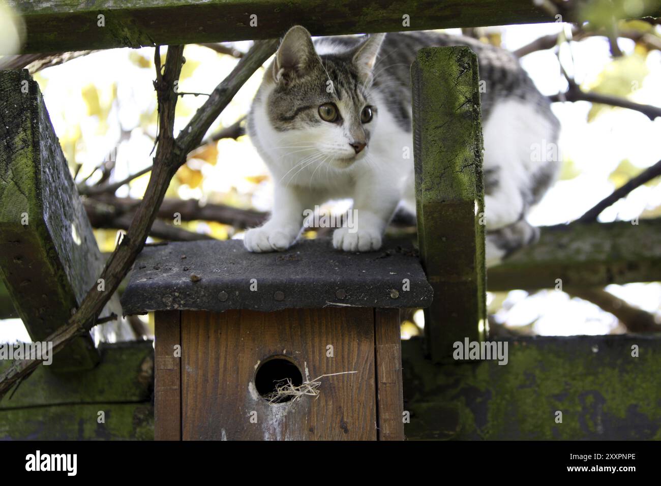 Cat on a nesting box Stock Photo - Alamy