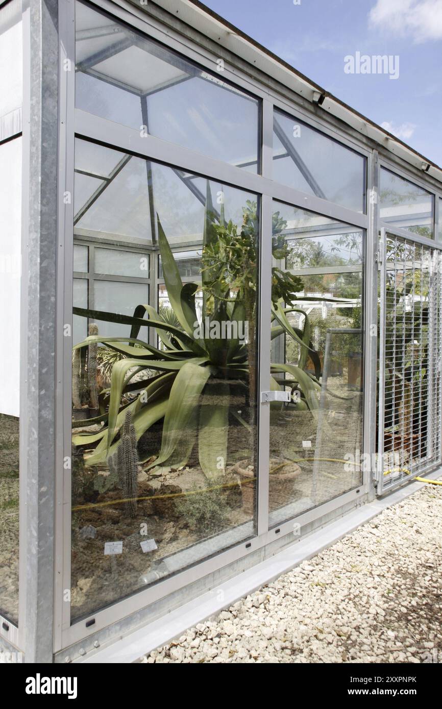 Agave longissima in a greenhouse Stock Photo - Alamy