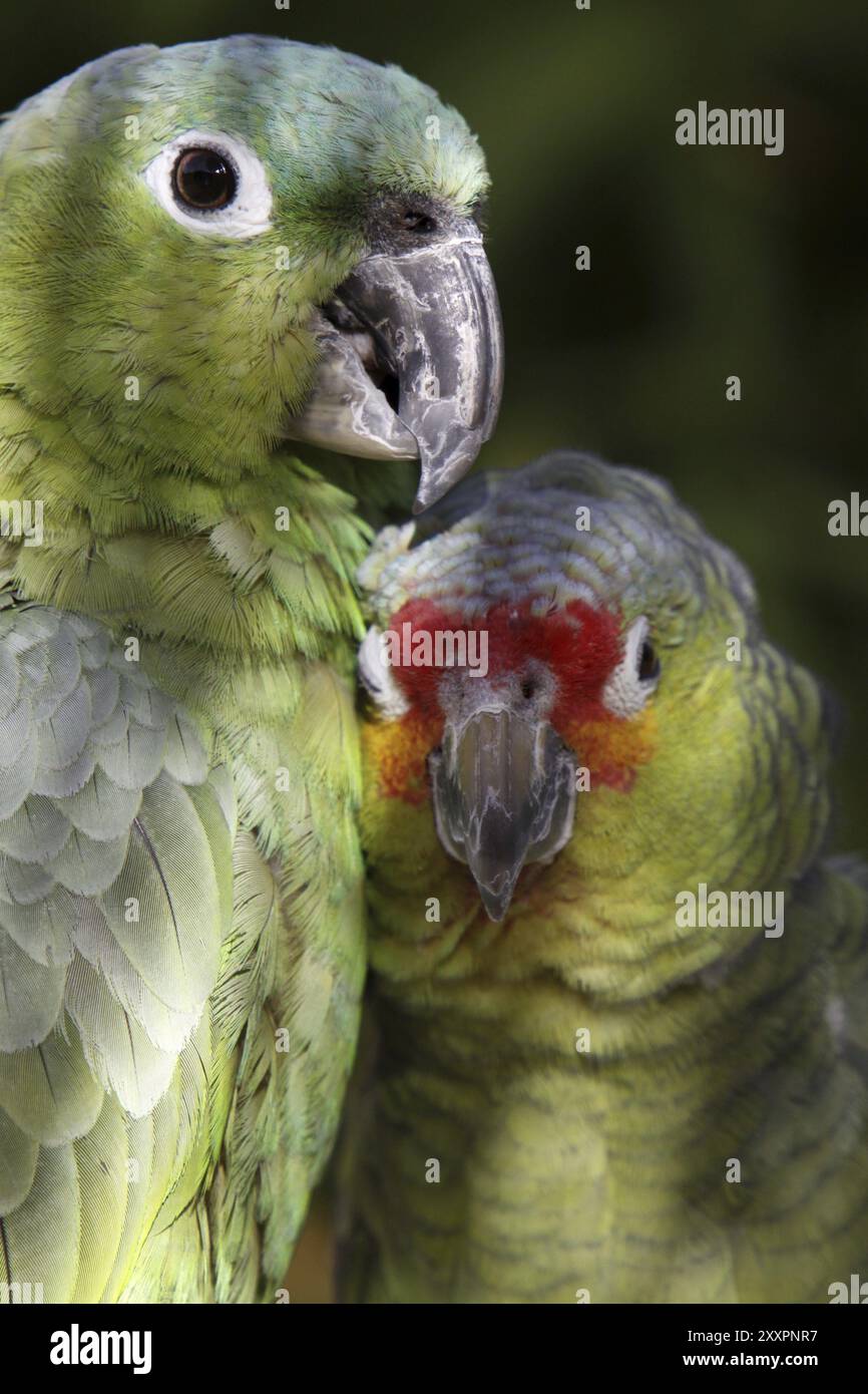 Blue-fronted amazon and yellow-cheeked amazon Stock Photo - Alamy
