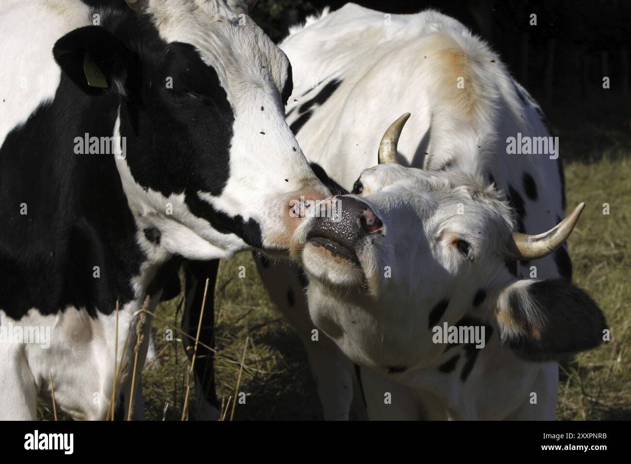 Cuddly cow hi-res stock photography and images - Alamy