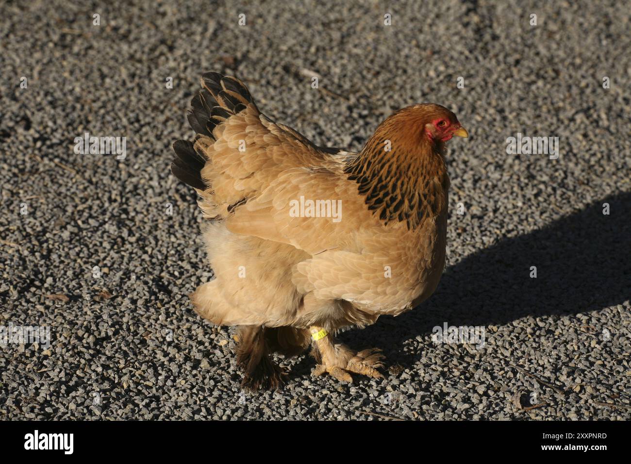 Poultry and gamebirds hi-res stock photography and images - Alamy