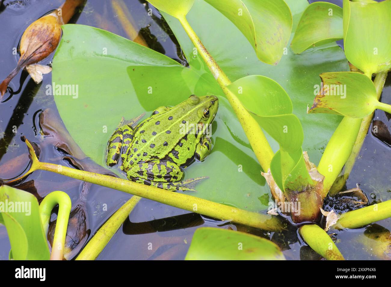 Frosch, a small frog in a pond on an aquatic plant Stock Photo - Alamy