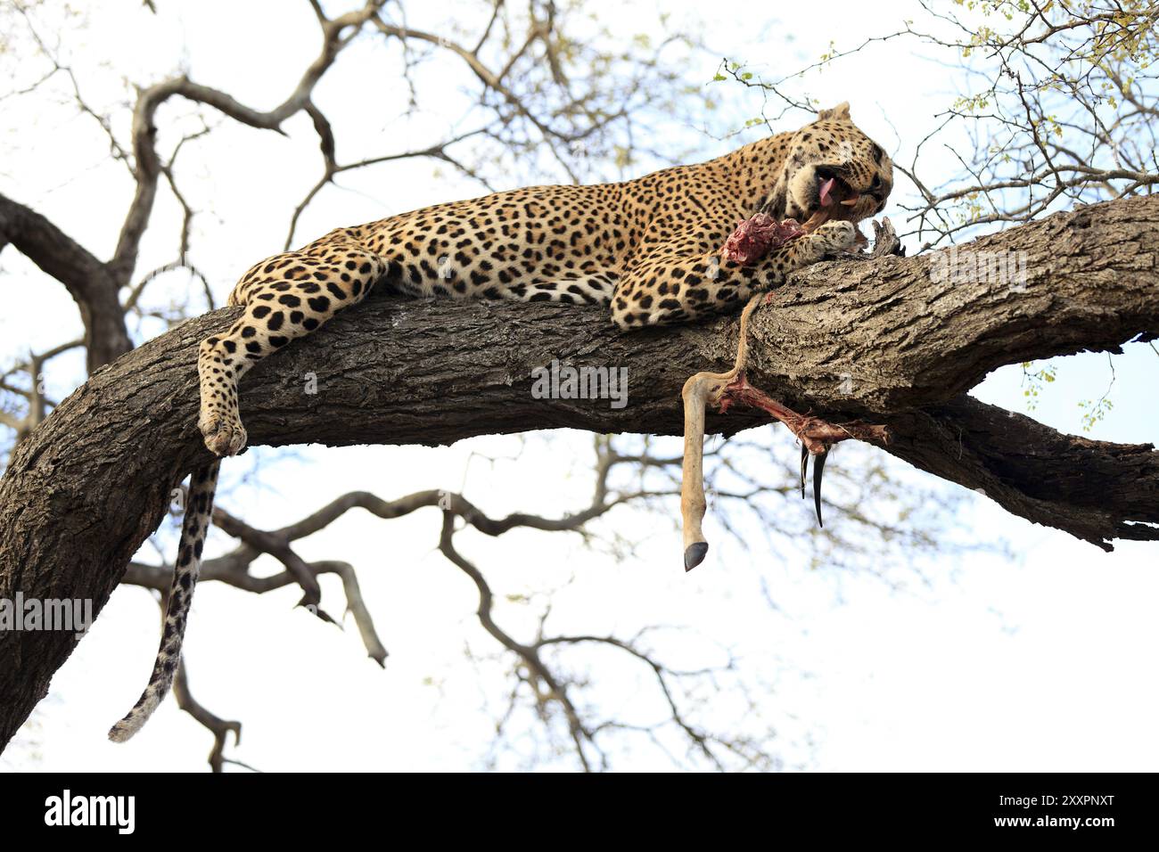 Leopard feeding on a tree in the Kruger National Park in South Africa ...