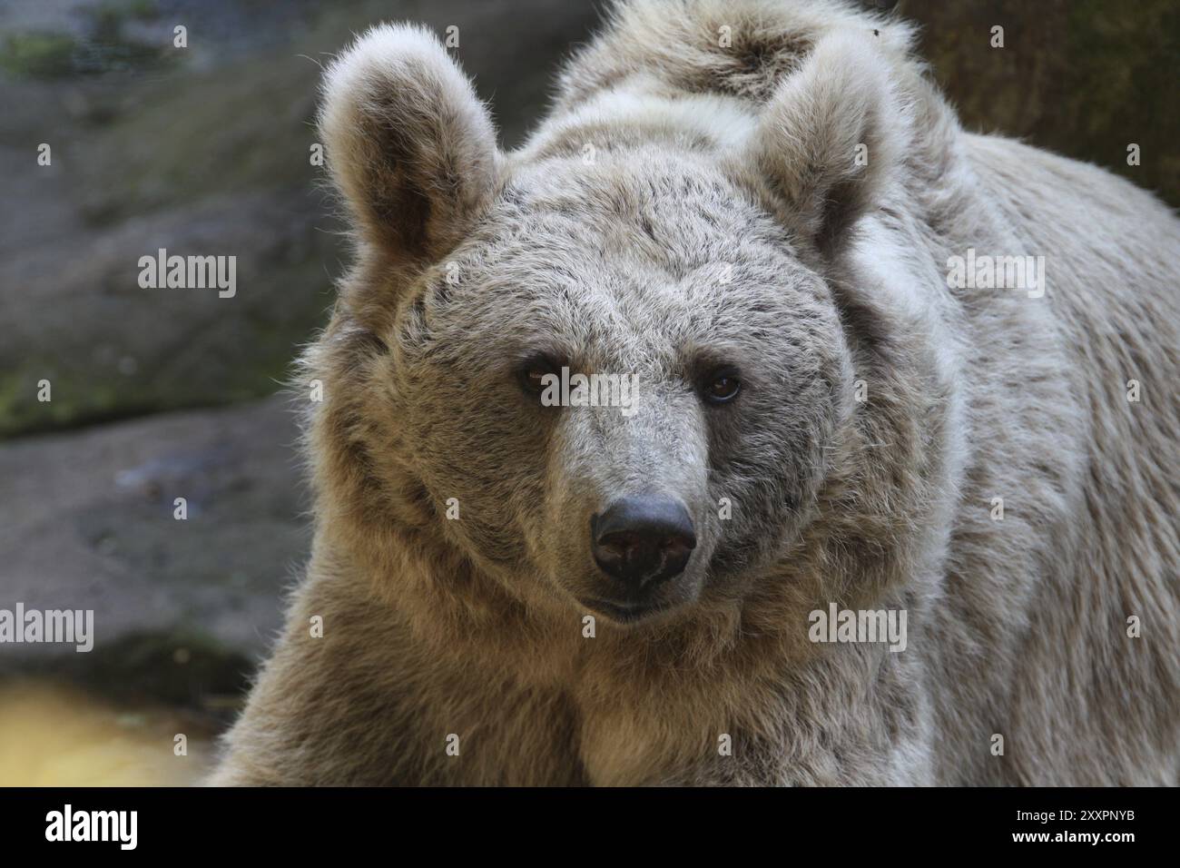 Syrian brown bear Stock Photo - Alamy