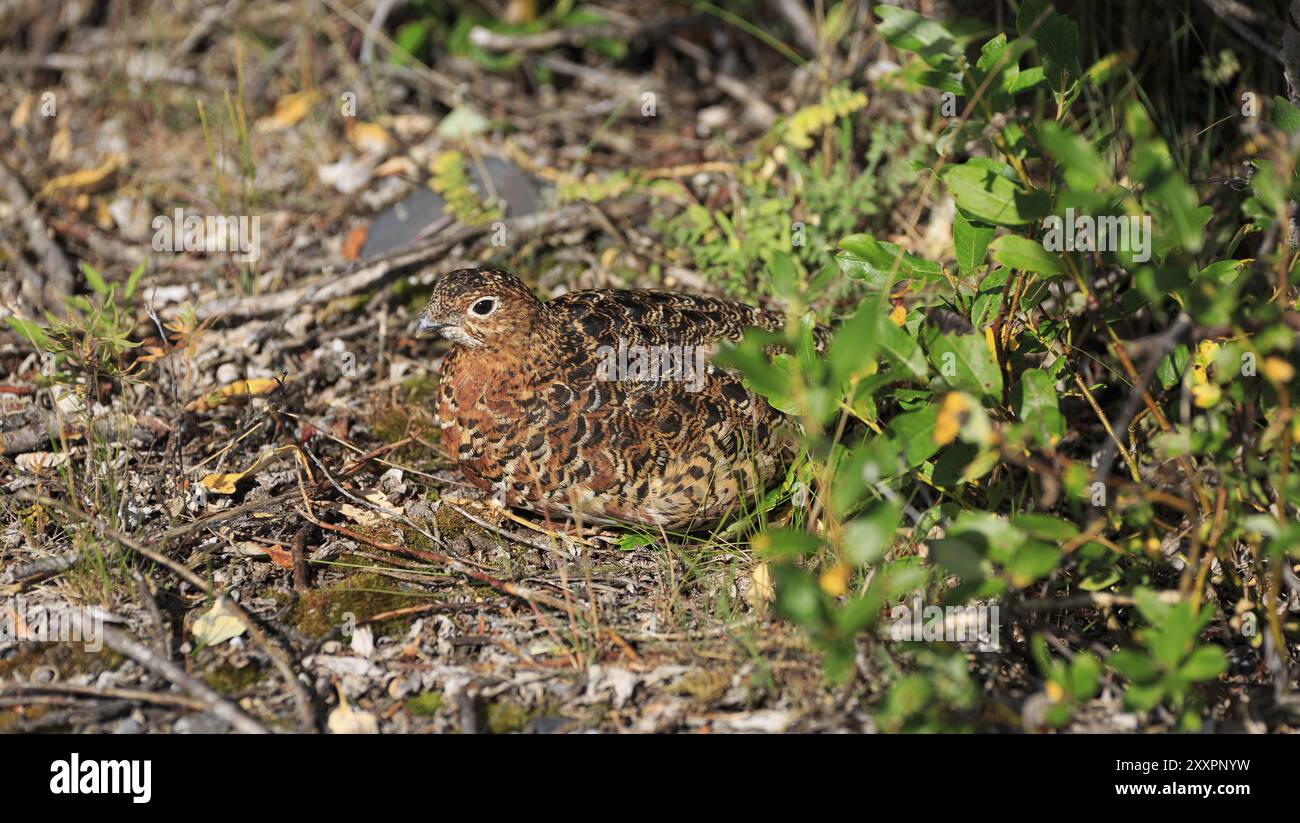 Willow ptarmigan in Denali National Park in Alaska Stock Photo - Alamy