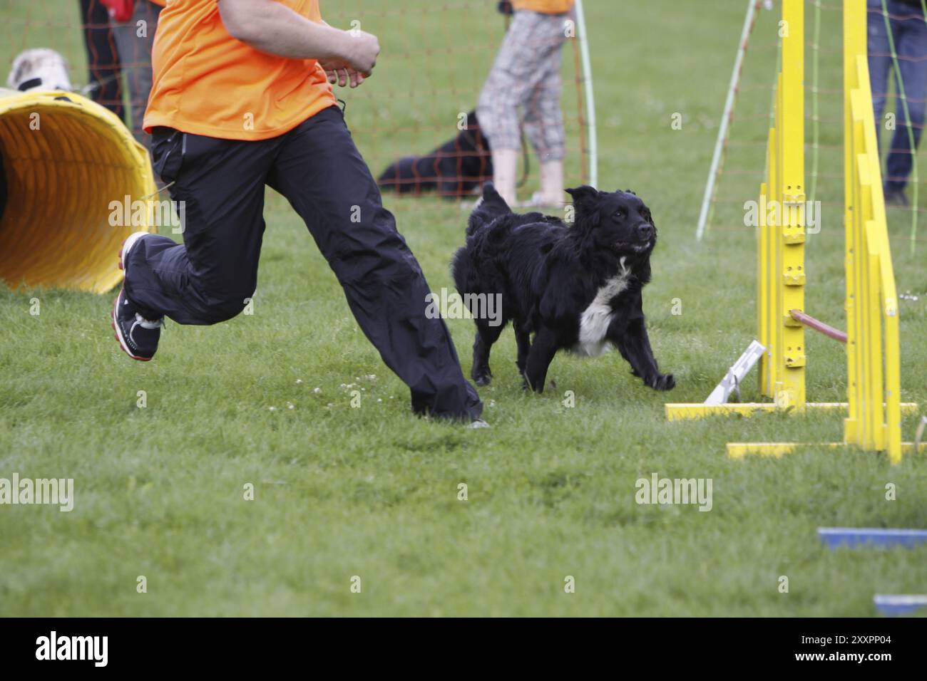 Agility dog slalom competition hi-res stock photography and images - Alamy