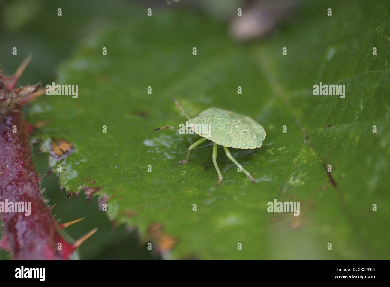 Larva of the green stink bug on a leaf Stock Photo - Alamy