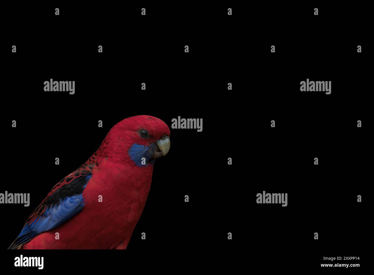 Profile of a crimson rosella (Platycercus elegans) isolated on a black ...