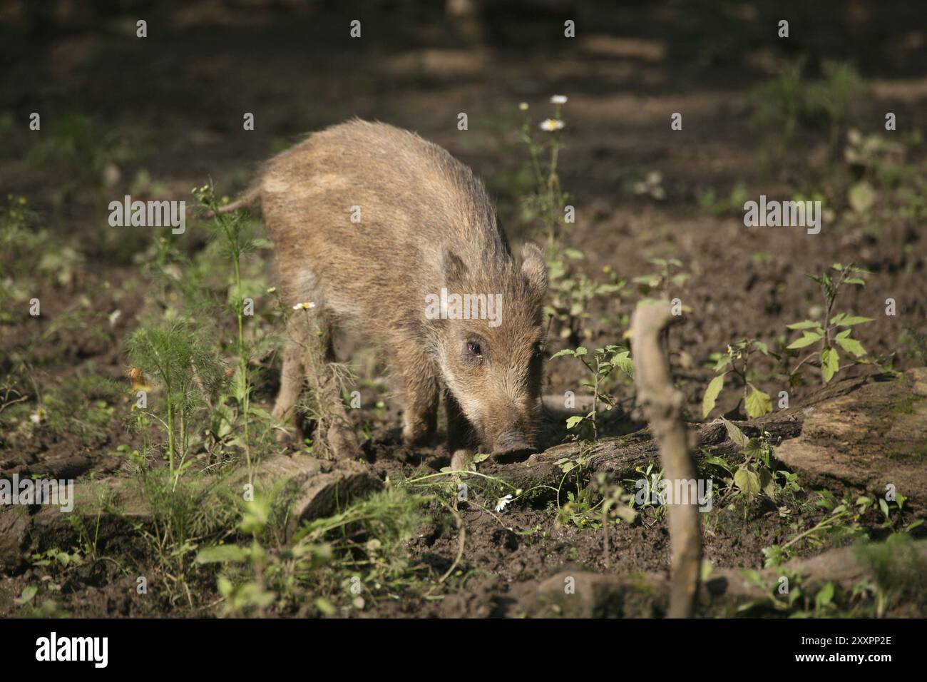 Wild boar kids Stock Photo - Alamy