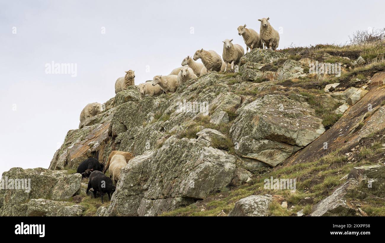 A flock of sheep on the cliffs of South Stack, Isle of Anglesey, Wales ...
