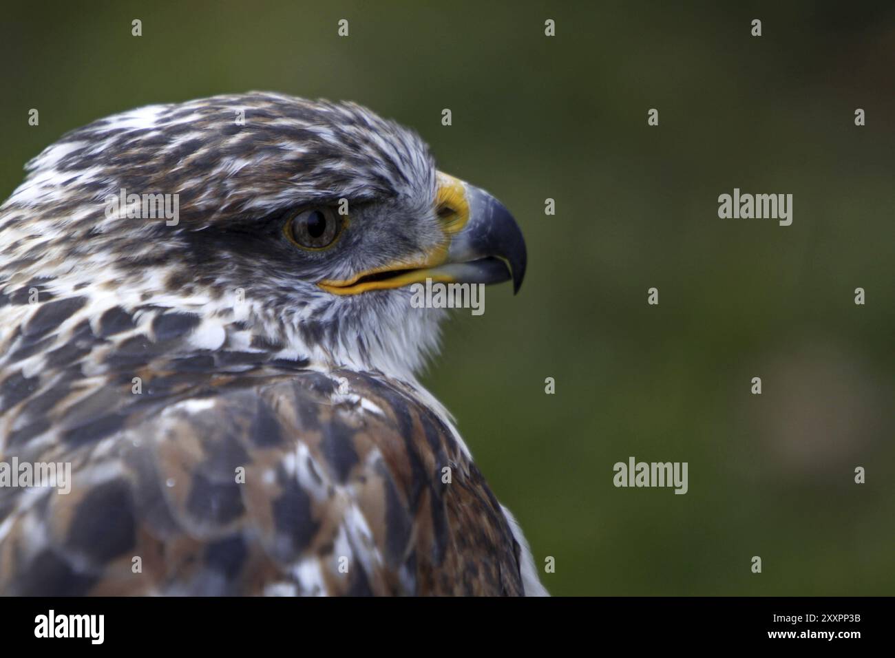 Royal Rough-legged Hawk Stock Photo - Alamy