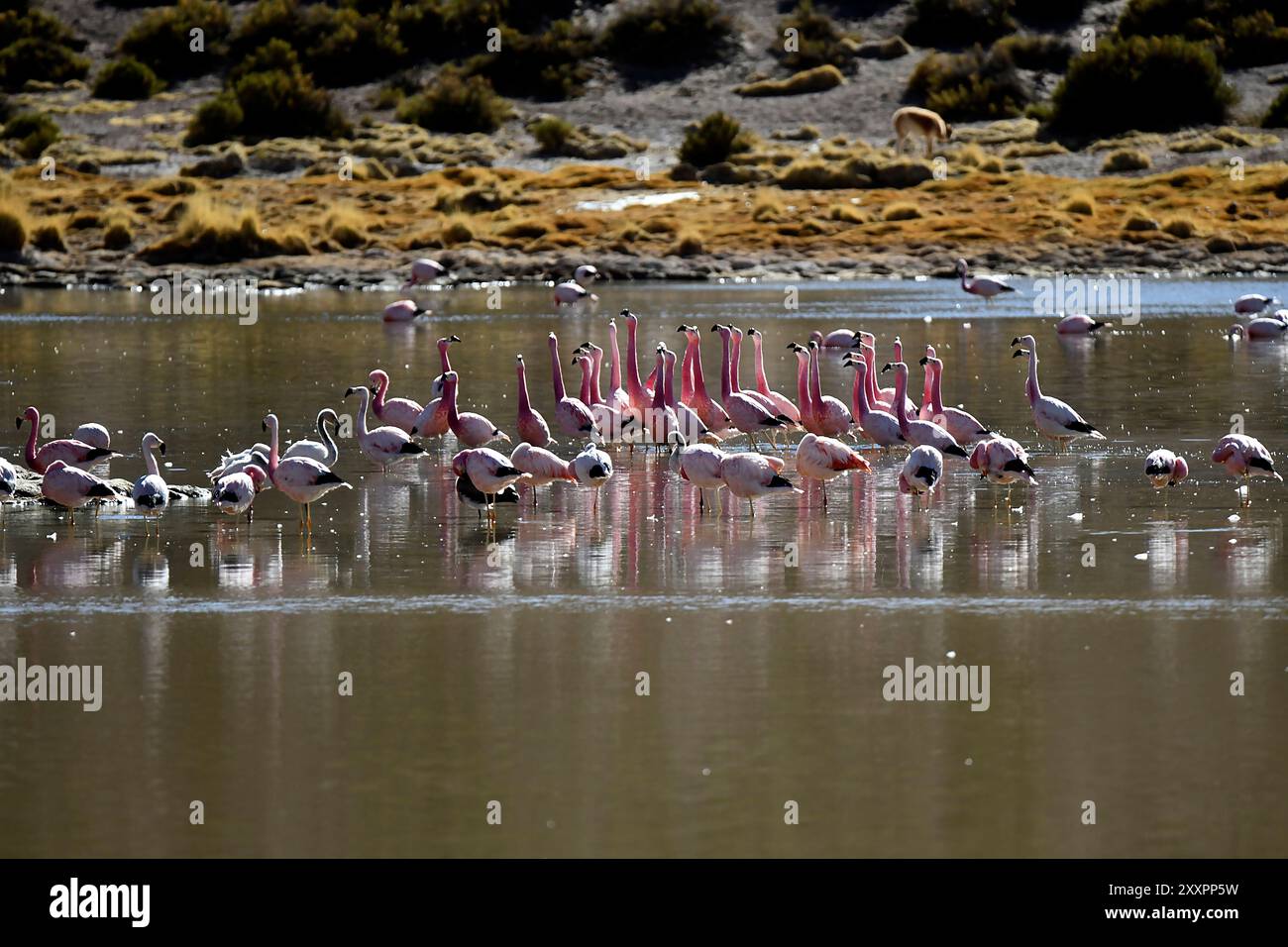 fauna at the Atacama desert Stock Photo - Alamy