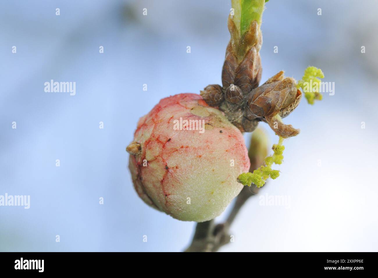 Plant galls on an oak tree. Galls on Pedunculate Oak Tree Stock Photo ...