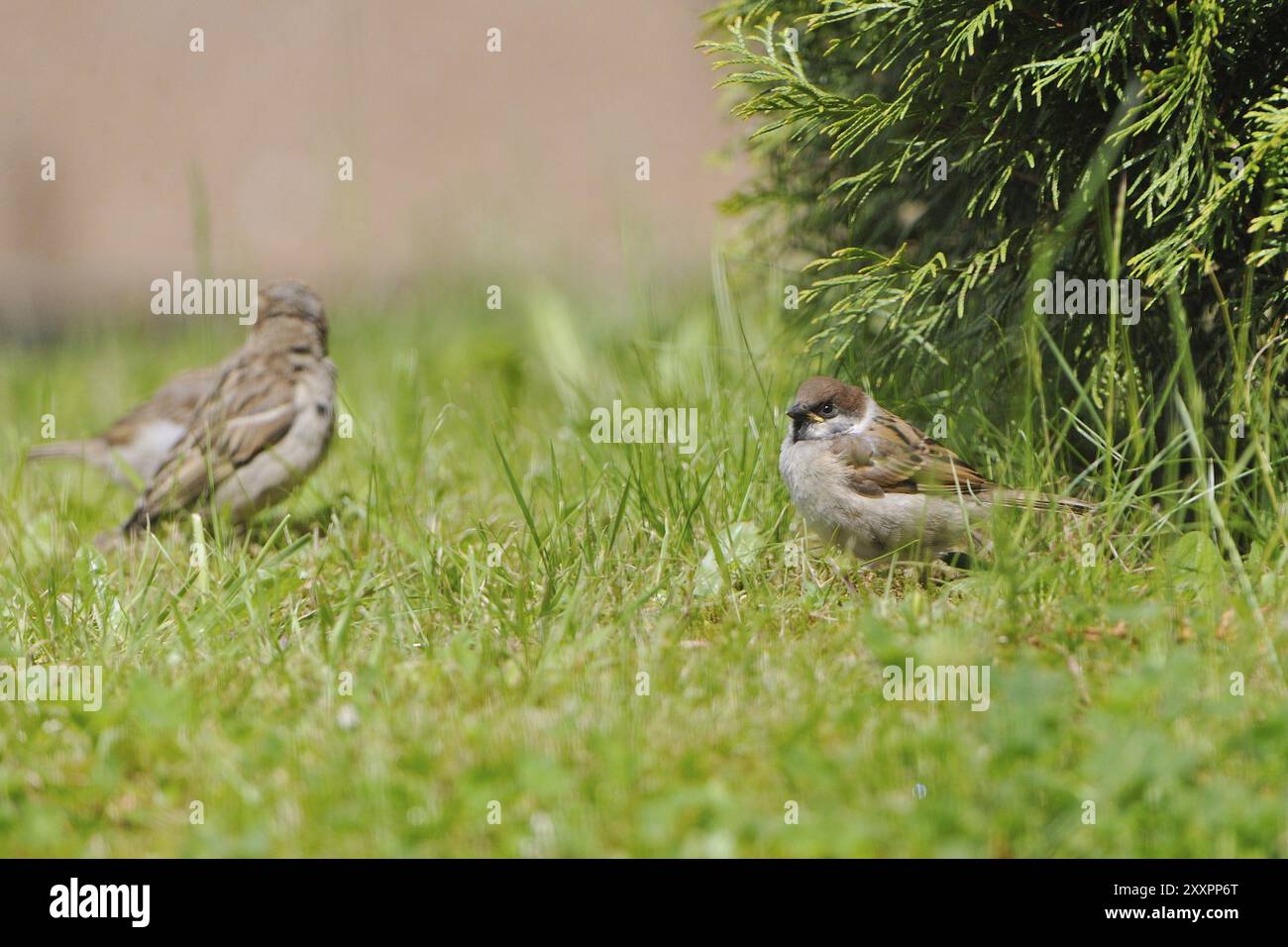 House sparrows and a young tree sparrow in a meadow Stock Photo - Alamy