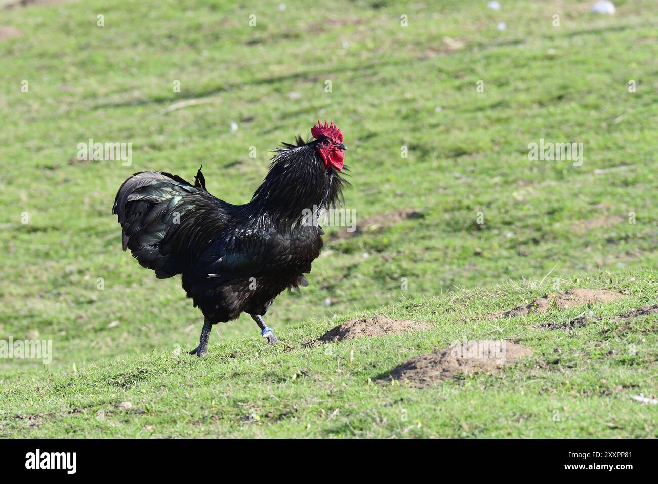 Australorp chicken on a farm in the spring Stock Photo - Alamy