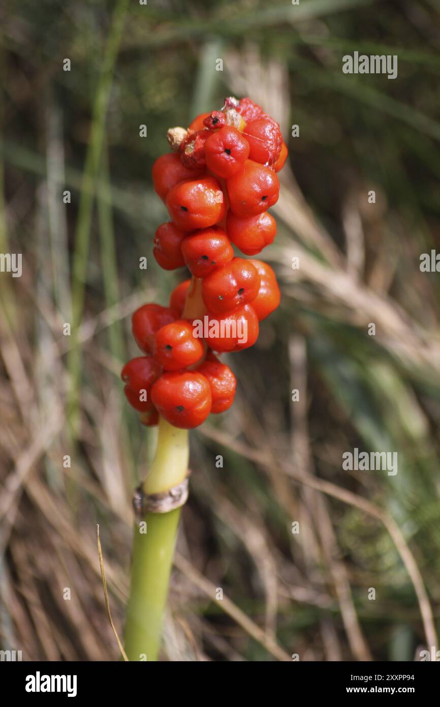 Fruit cluster hi-res stock photography and images - Alamy