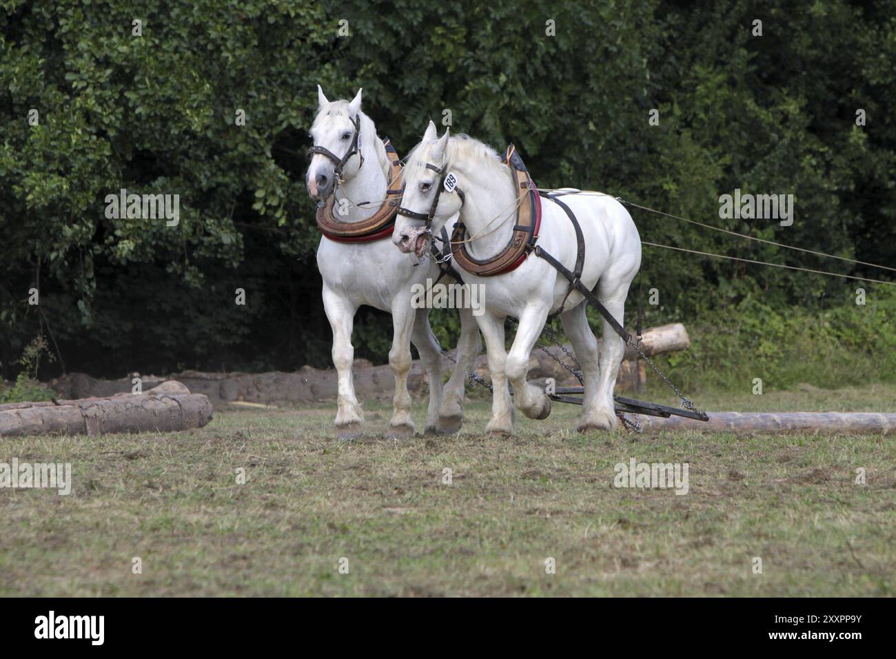 Working out horses hi-res stock photography and images - Alamy