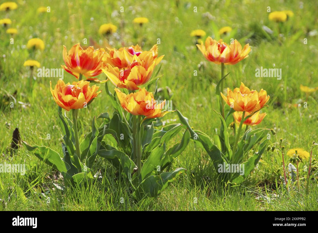 Decorative yellow border hi-res stock photography and images - Alamy