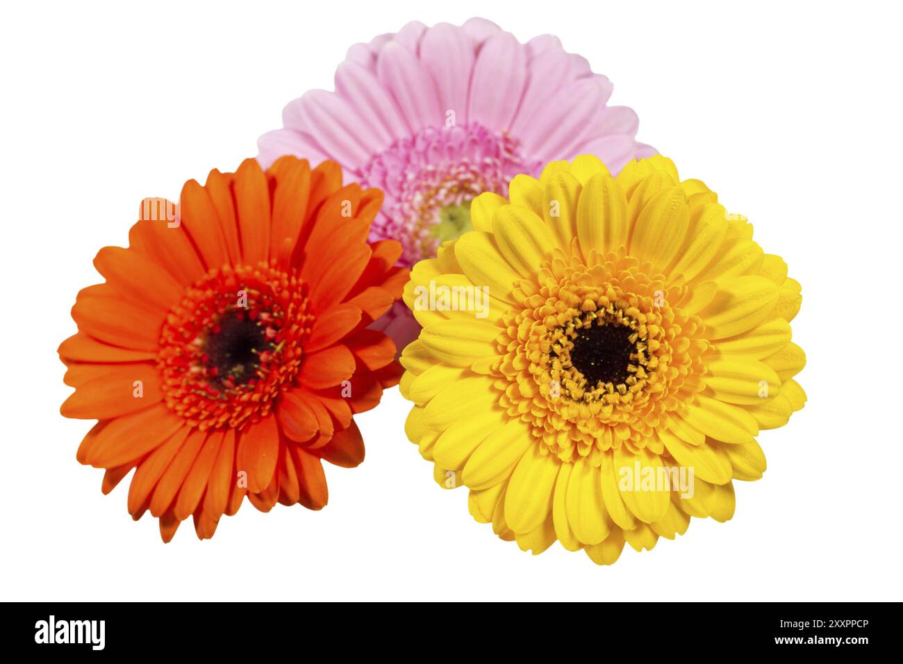 Three colored flowers Cut Out Stock Images & Pictures - Alamy