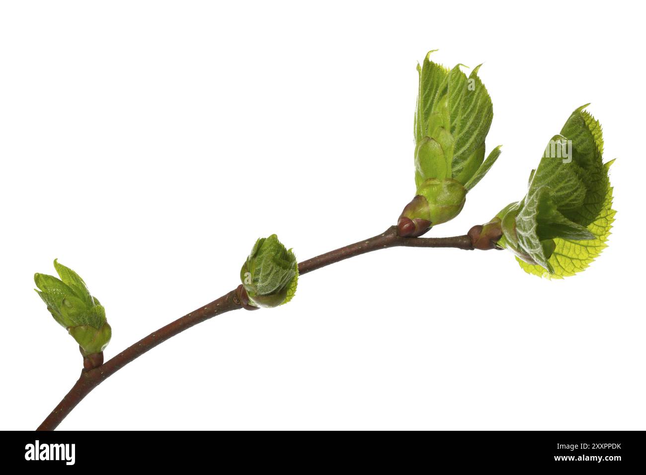 Small branch of a lime tree with buds, cropped Stock Photo - Alamy