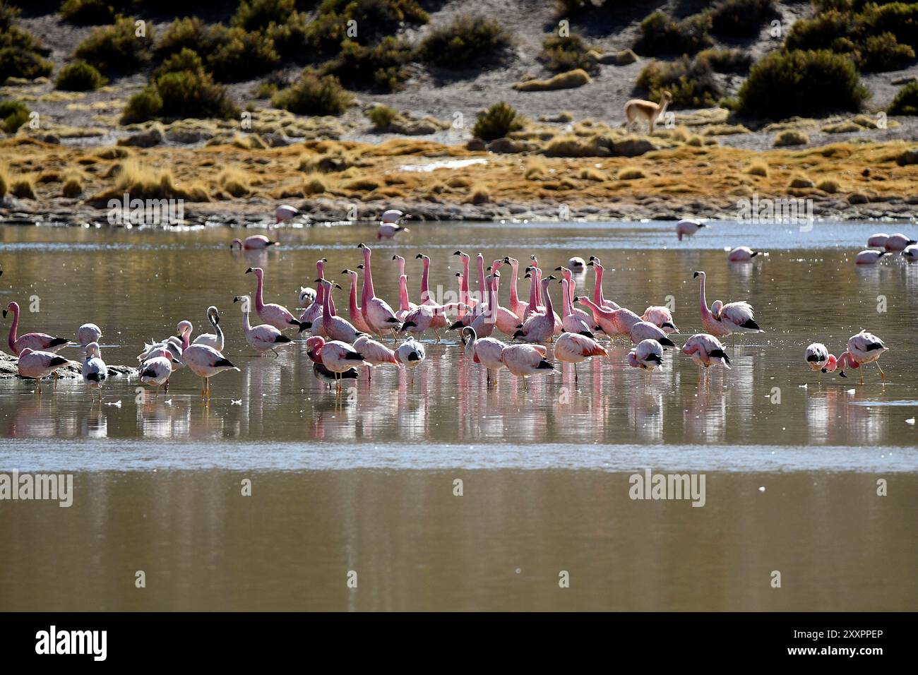 fauna at the Atacama desert Stock Photo - Alamy