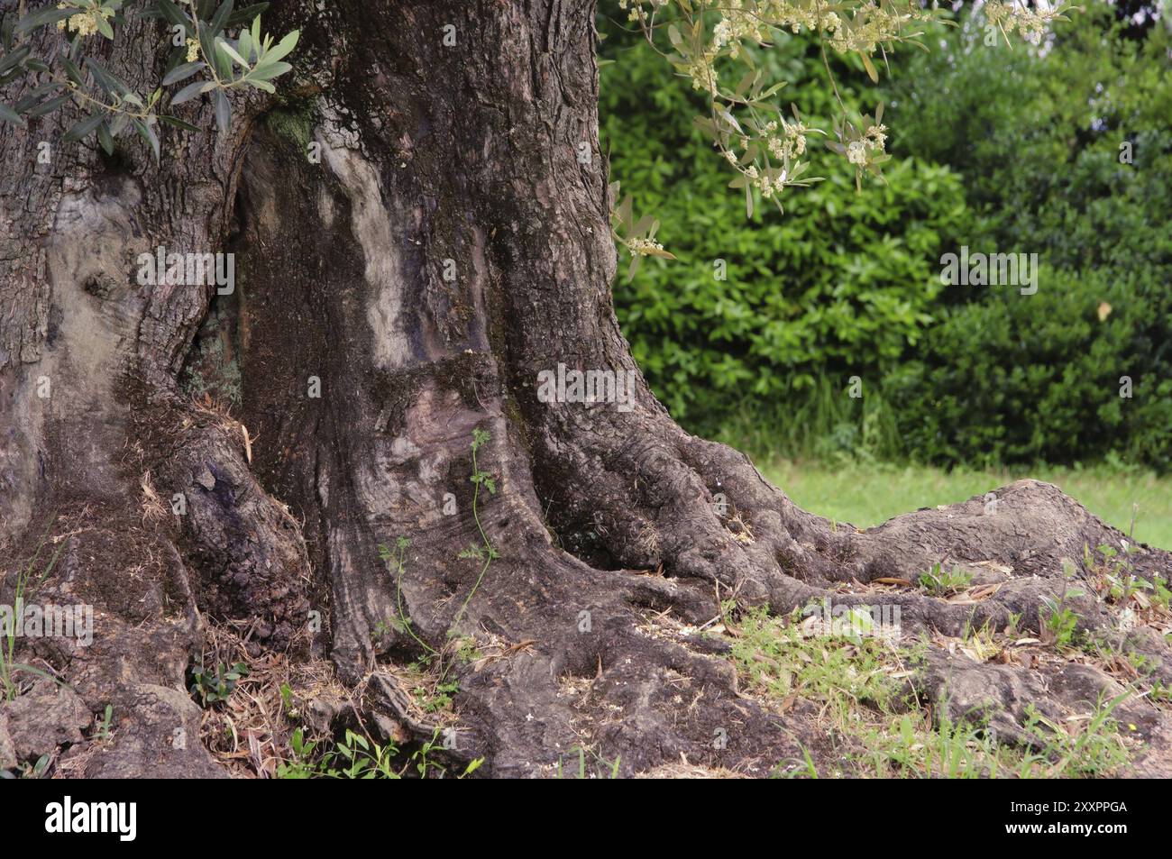 Olive tree trunk 06 Stock Photo - Alamy