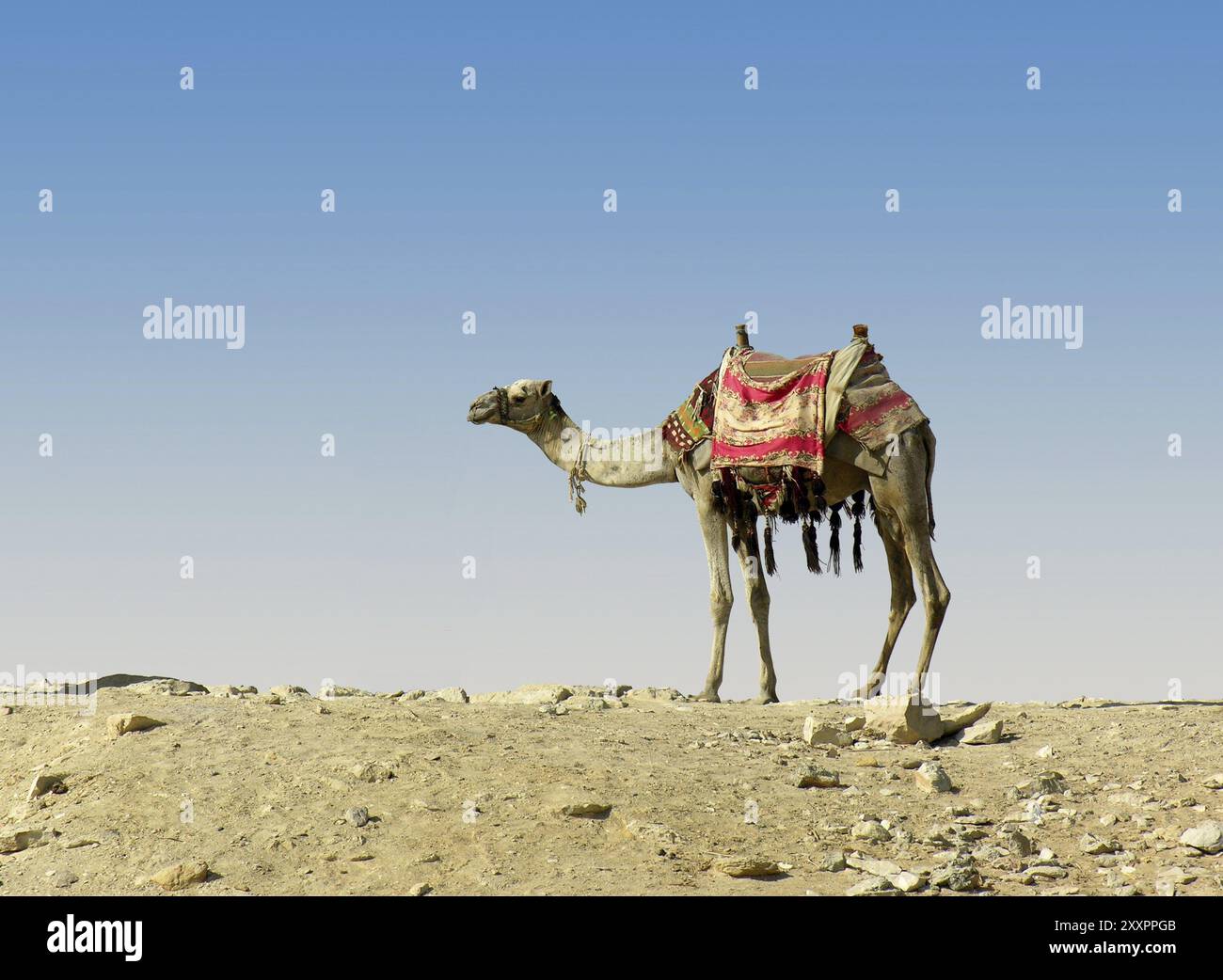 In Sakara, Egypt, Africa Stock Photo - Alamy