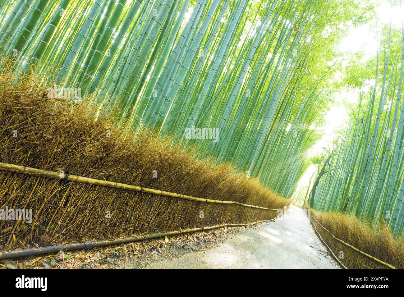 Rays sunshine through bamboo hi-res stock photography and images - Alamy