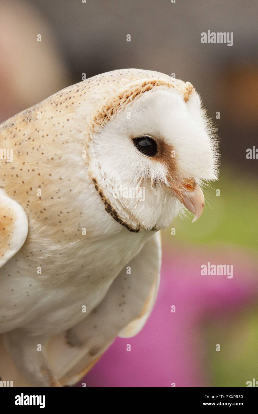 Mediterranean barn owl (Tyto alba alba Stock Photo - Alamy