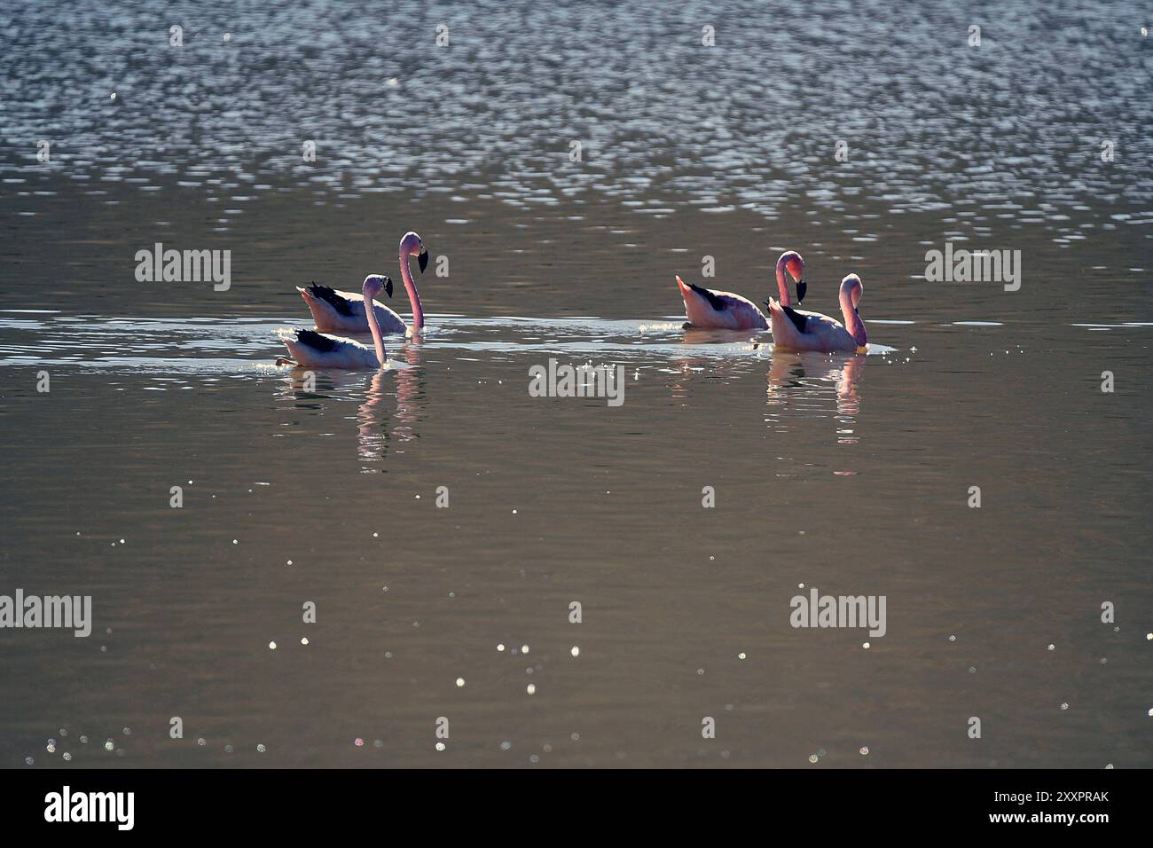 fauna at the Atacama desert Stock Photo - Alamy