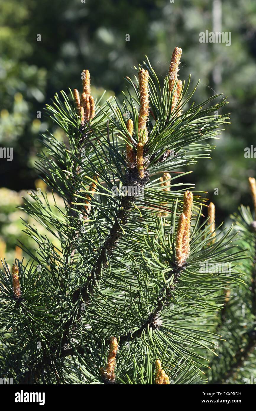Pinus mugo. Needles and buds close up Stock Photo - Alamy