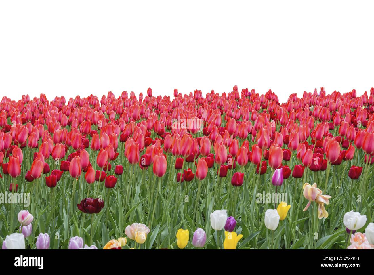 Spring coloful tulip bulb flower field isolated on white background ...