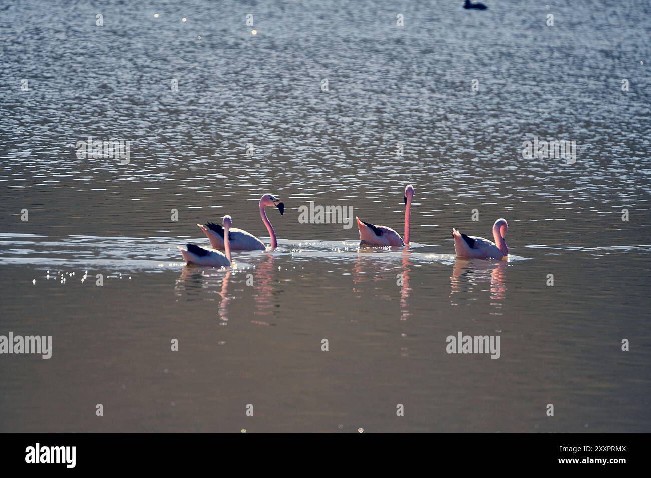 fauna at the Atacama desert Stock Photo - Alamy
