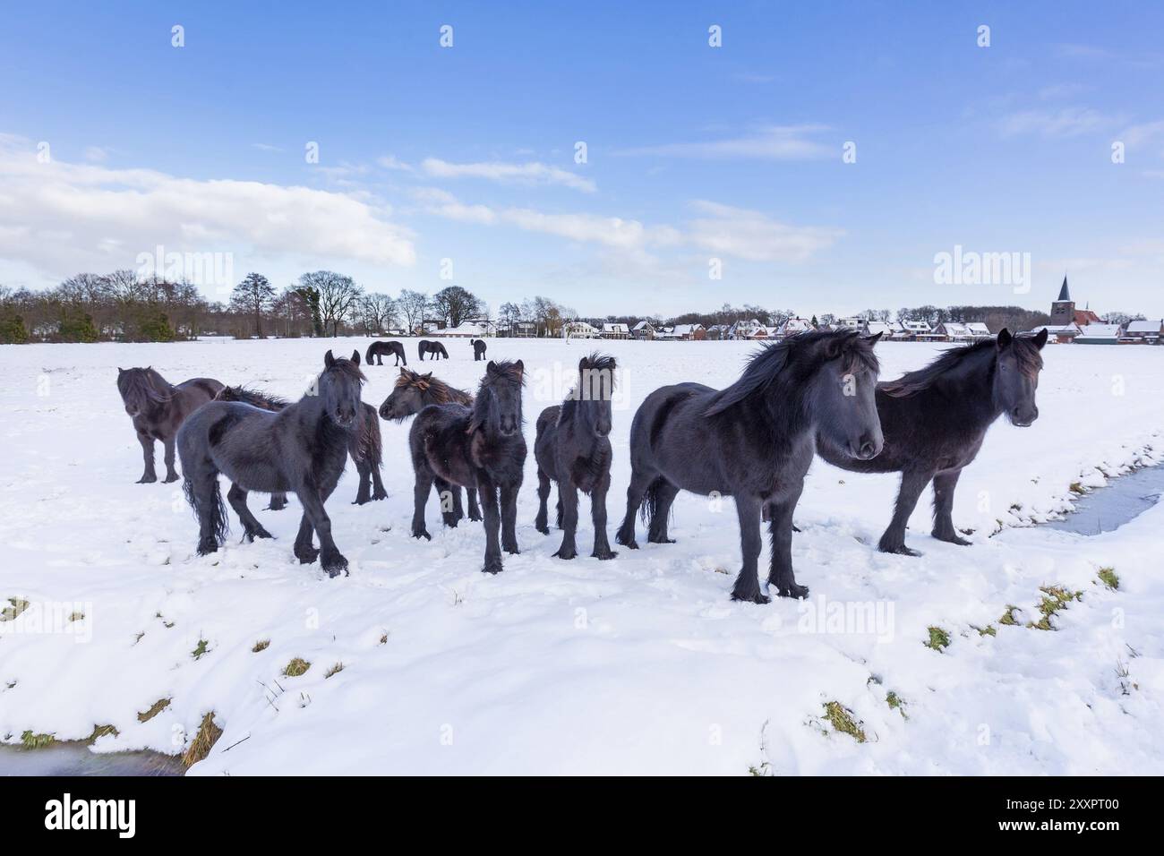 Frieze horses hi-res stock photography and images - Alamy
