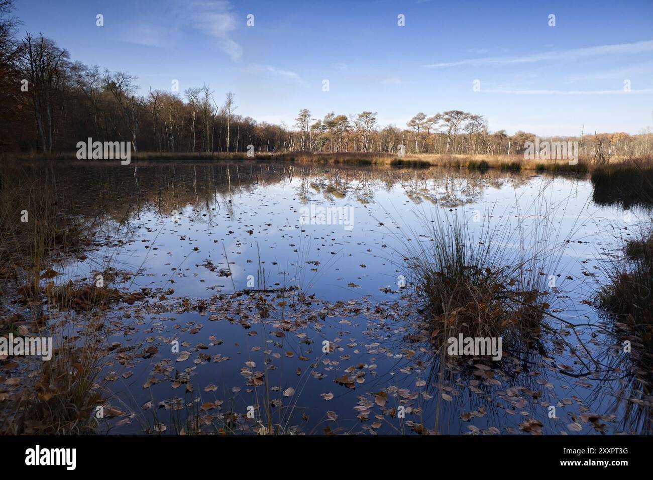 Wild small ponl with many leaves on surface Stock Photo - Alamy
