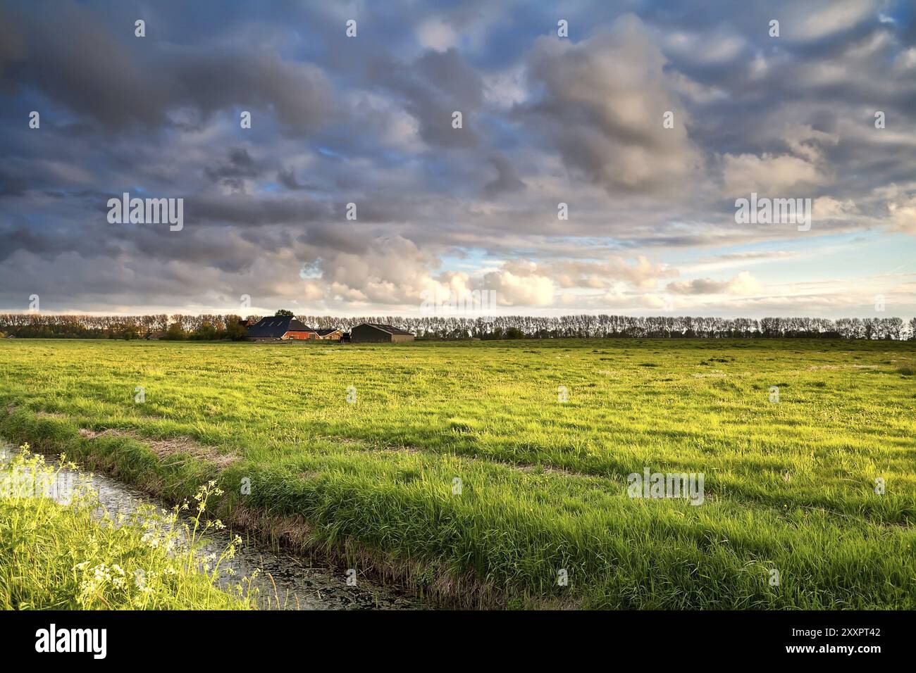 Dutch farmland in golden before sunset light, Netherlands Stock Photo ...