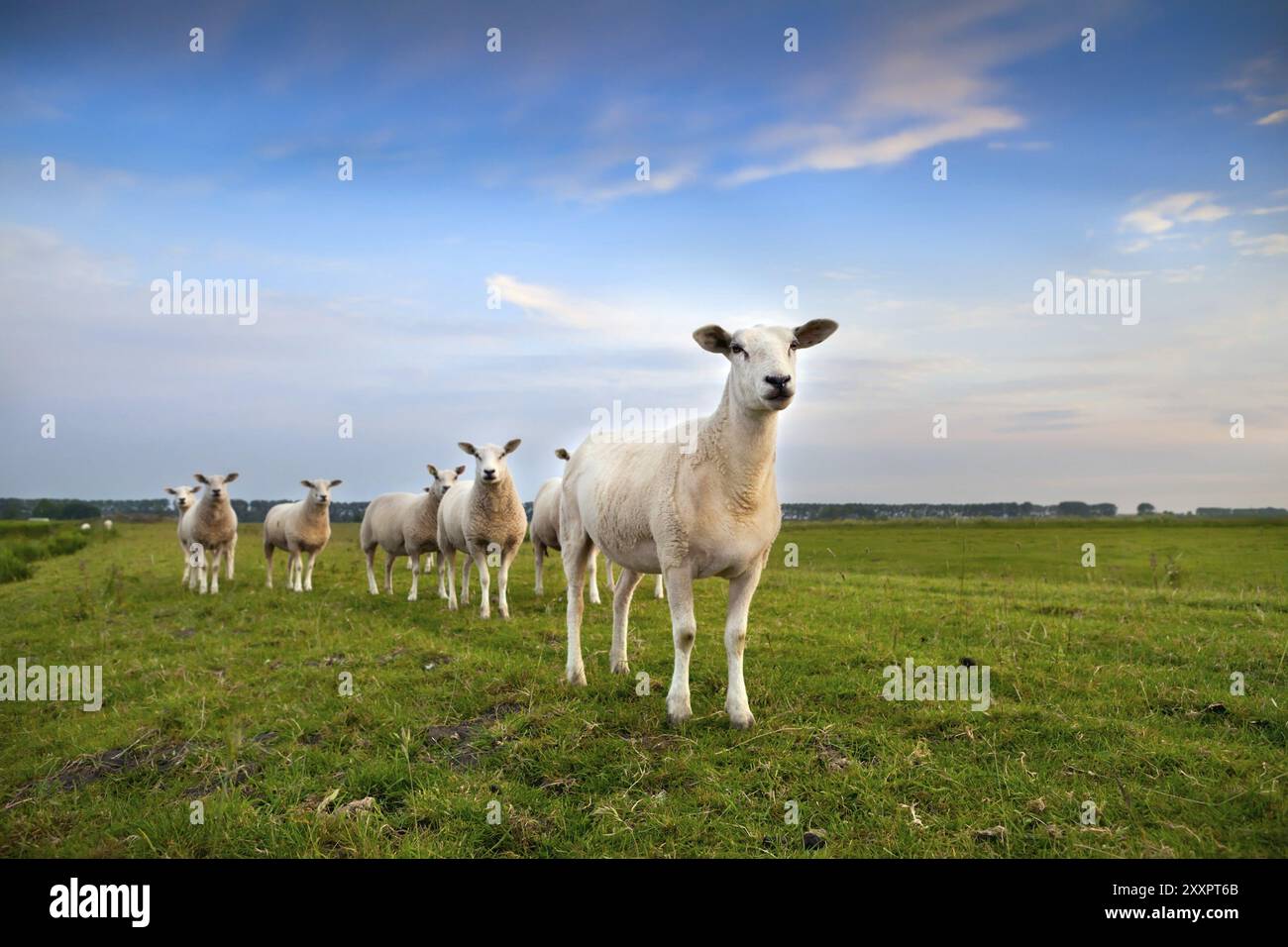 Herd good sheep hi-res stock photography and images - Alamy