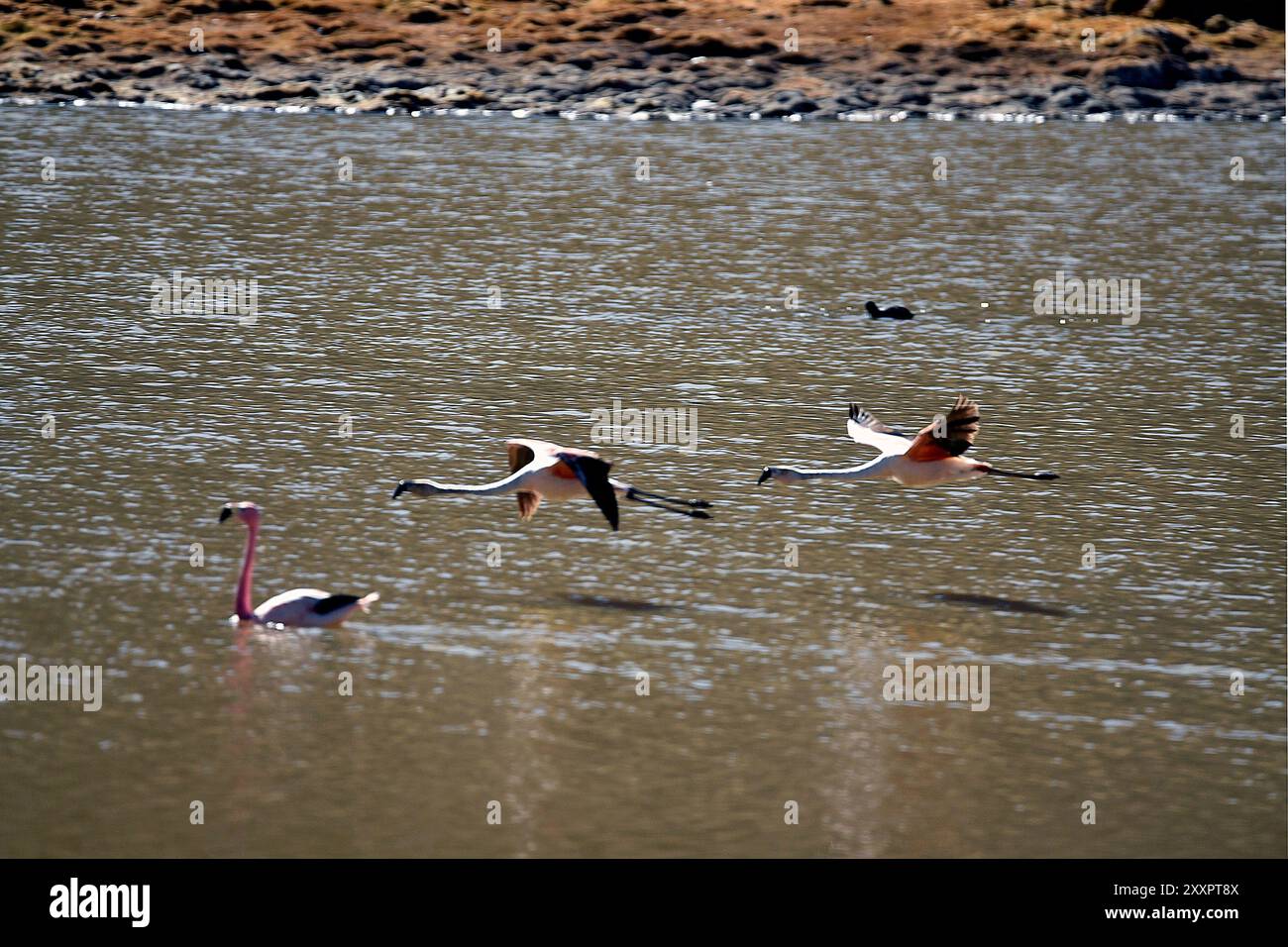fauna at the Atacama desert Stock Photo - Alamy