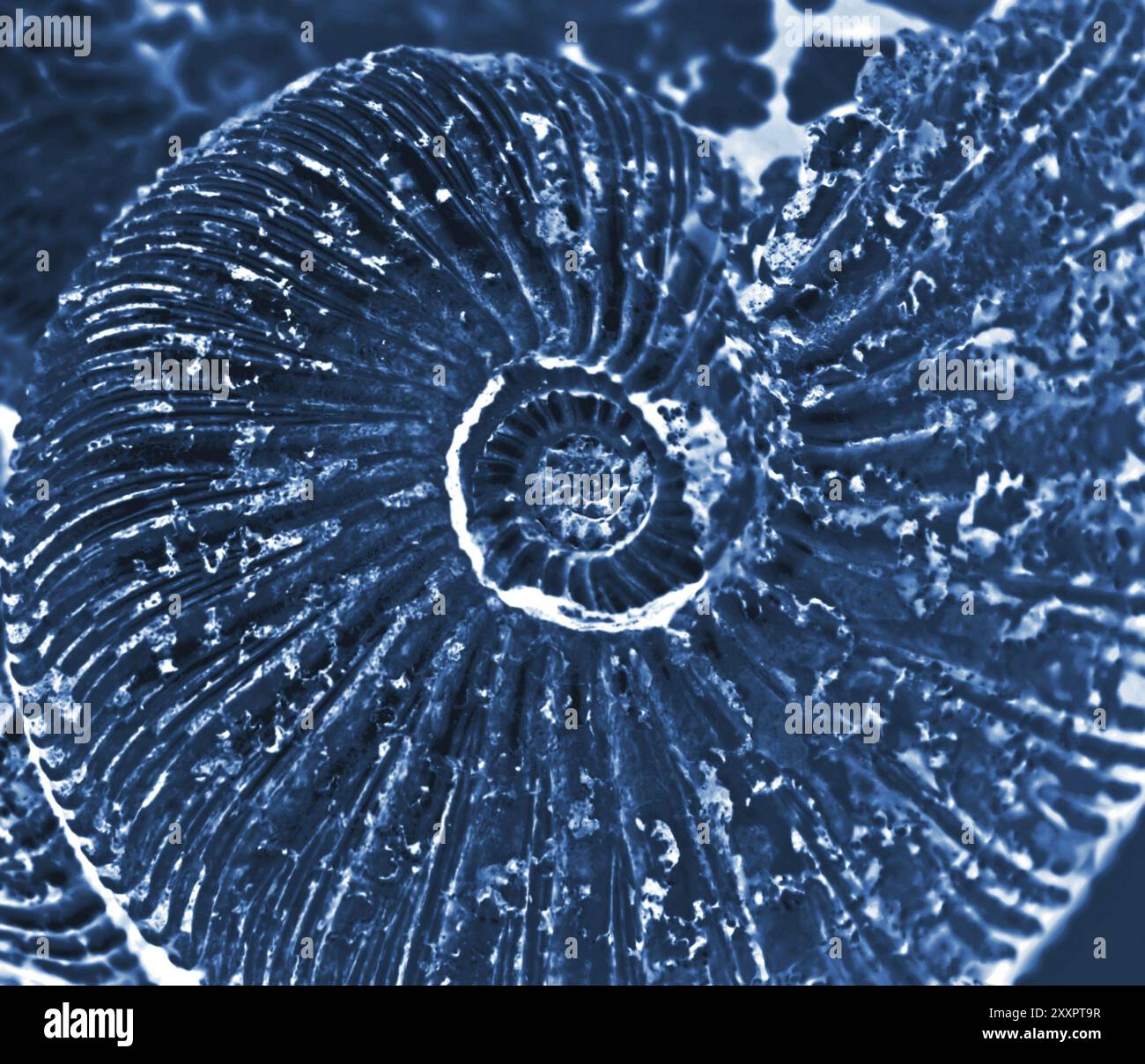 X-ray of fossilized ammonite background Stock Photo - Alamy