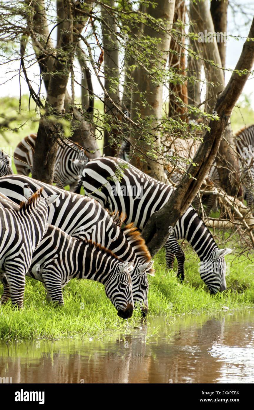 Zebras drinking water at a stream under the acacia trees Stock Photo ...
