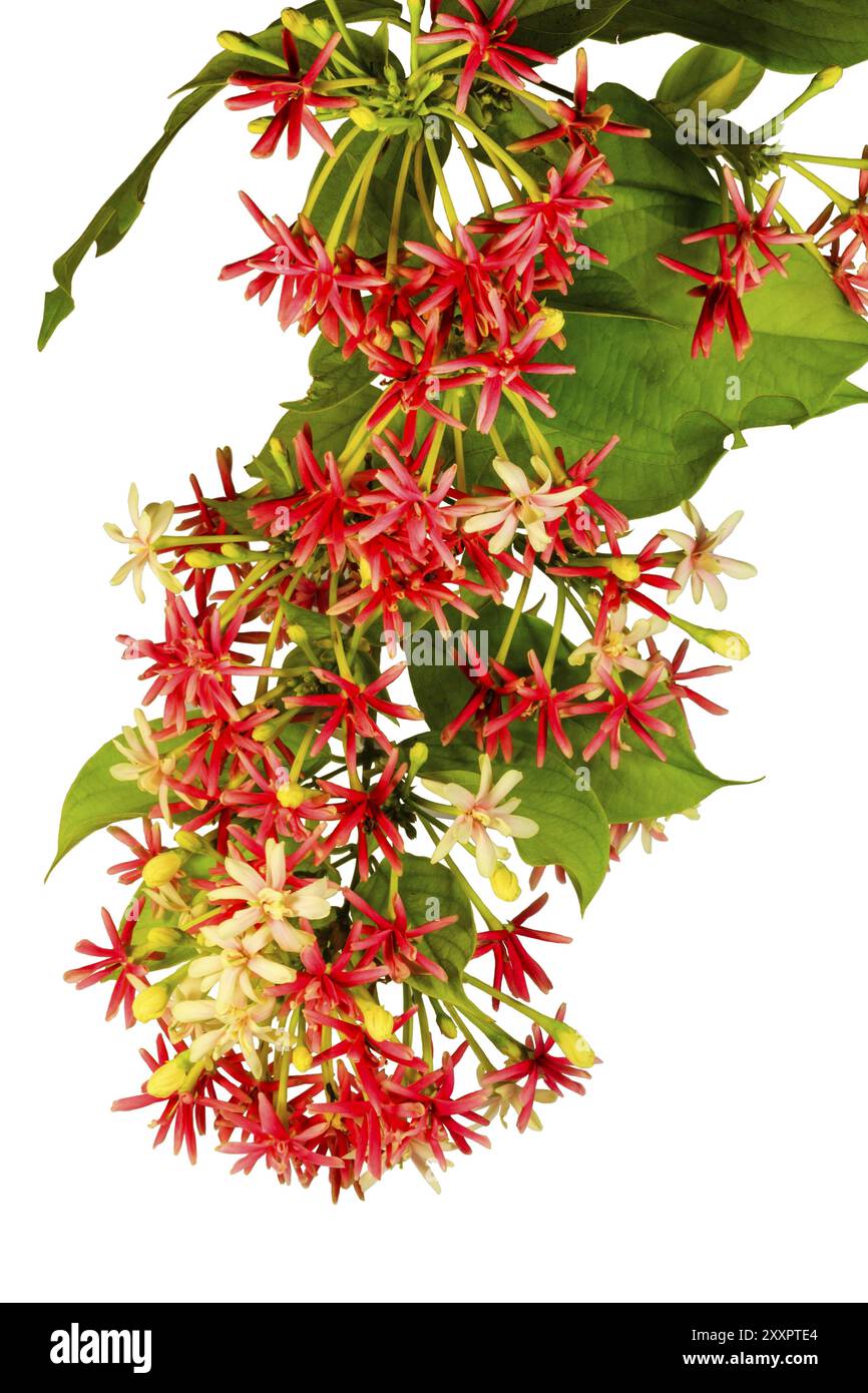 Rangoon creeper flowers on white background Stock Photo - Alamy