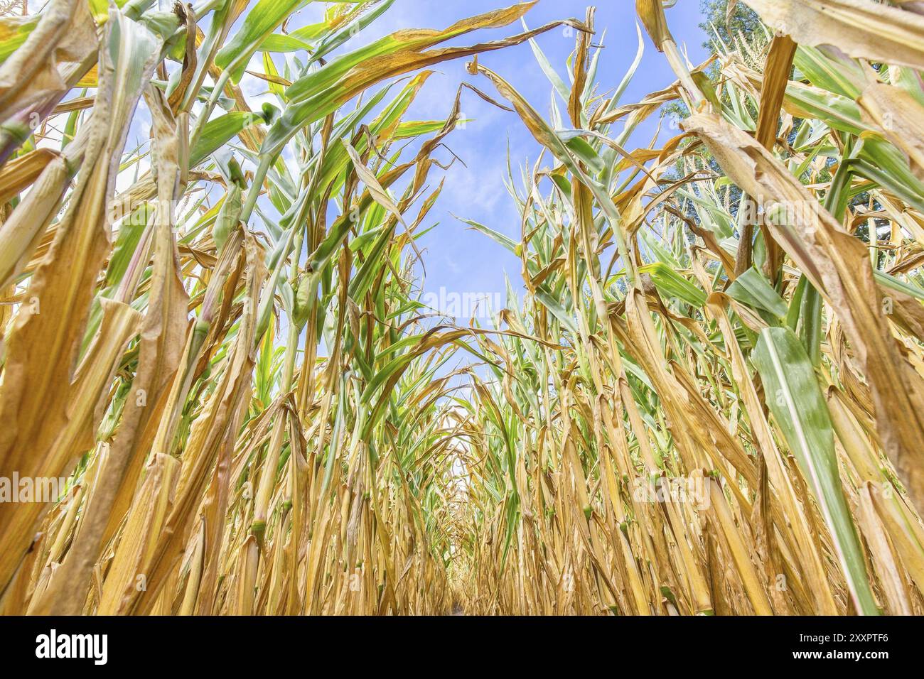 Rows of dried corn plants seen from below Stock Photo - Alamy