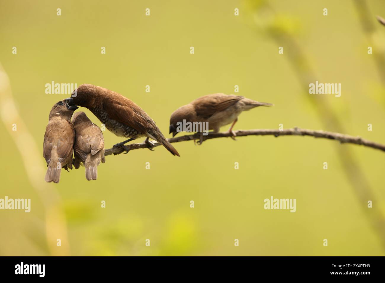 Scaly hi-res stock photography and images - Alamy