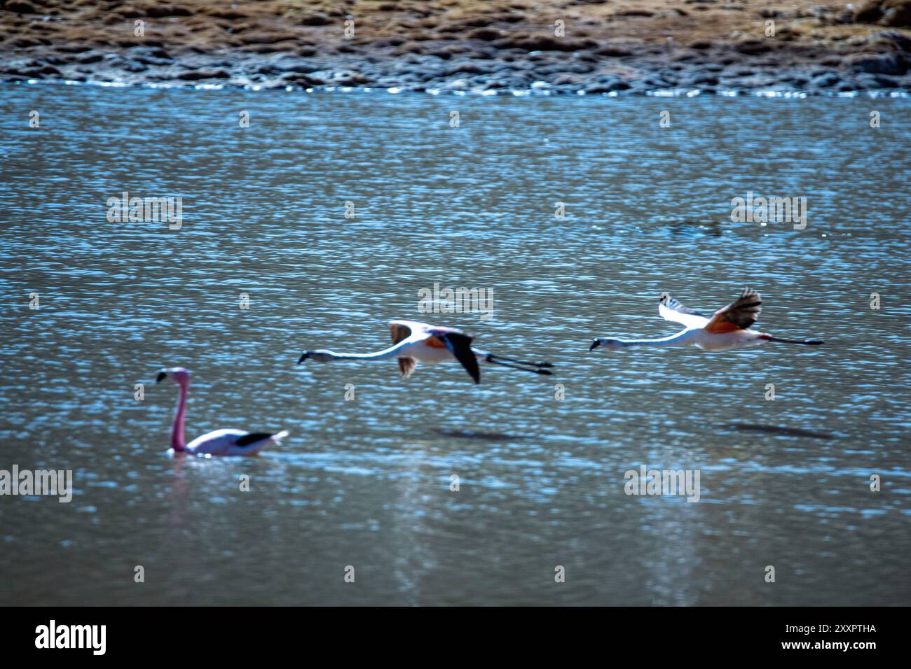 fauna at the Atacama desert Stock Photo - Alamy