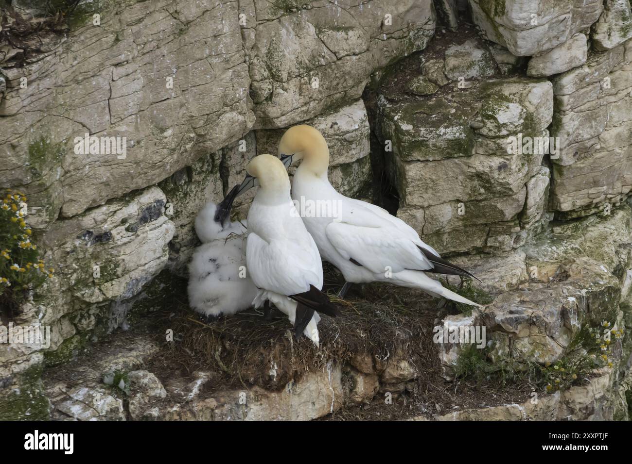 Northern gannet (Morus bassanus) two adult birds on a nest with a ...