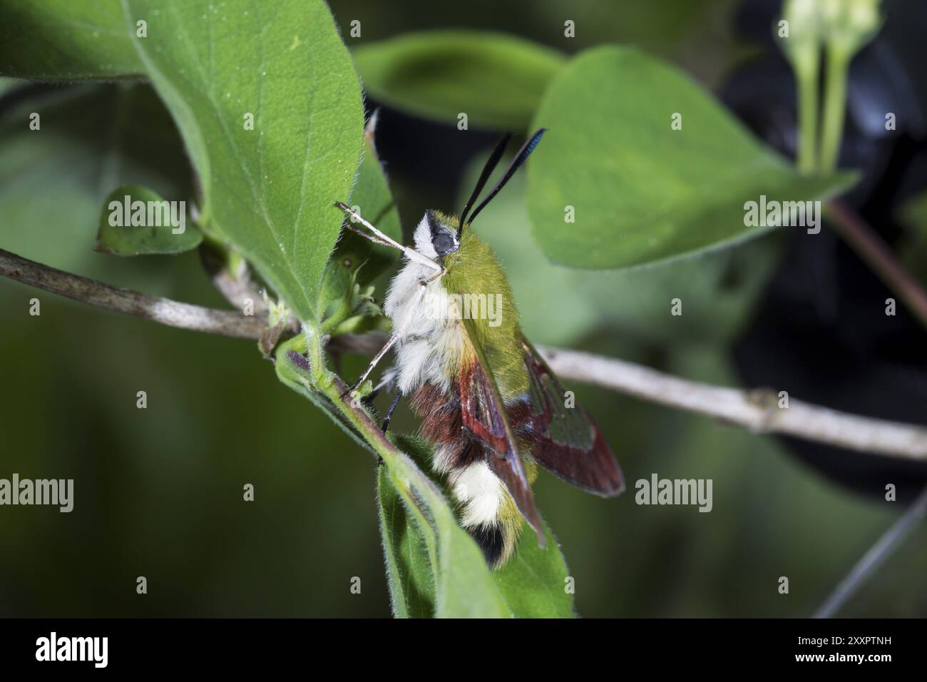 Bumblebee moths hi-res stock photography and images - Alamy