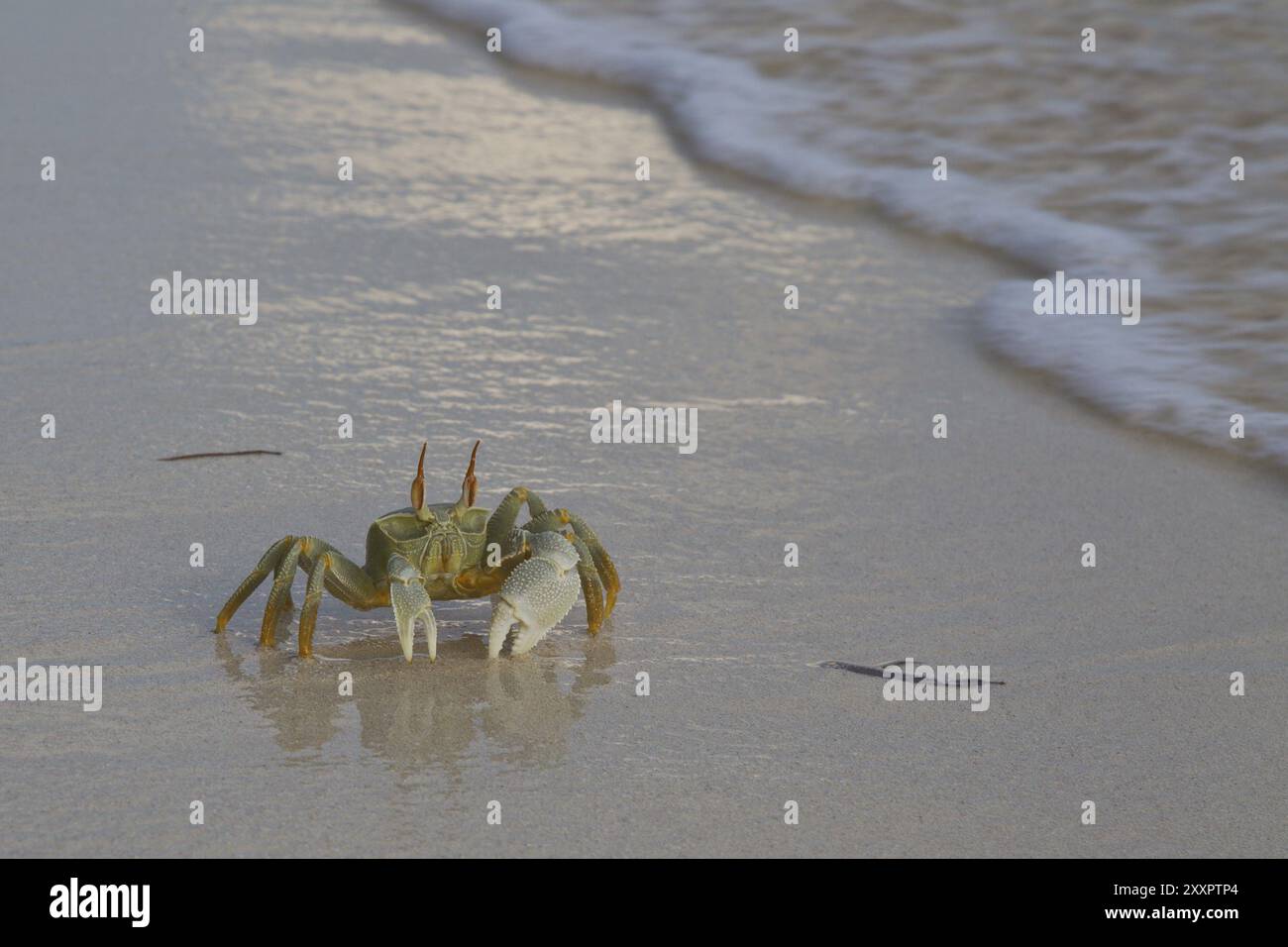 Riding crab, ocypod, ghost crab Stock Photo - Alamy