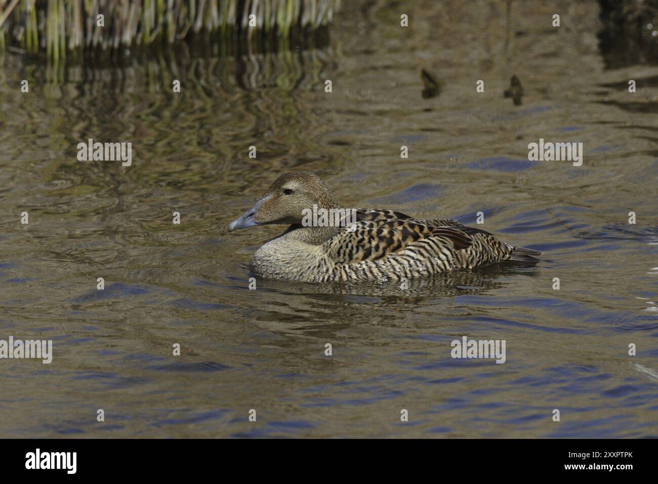 Eider female, Somateria mollissima, common eider, female Stock Photo ...